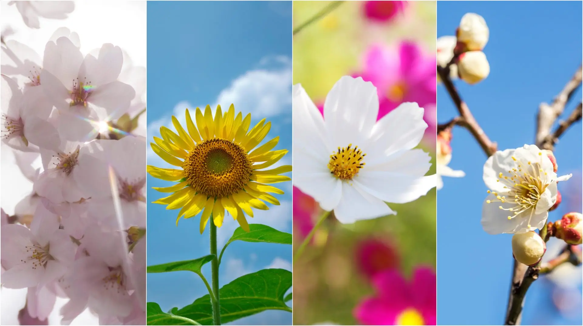 [Special Issue!!] Osaka Expo ’70 Commemorative Park, Where You Can ...