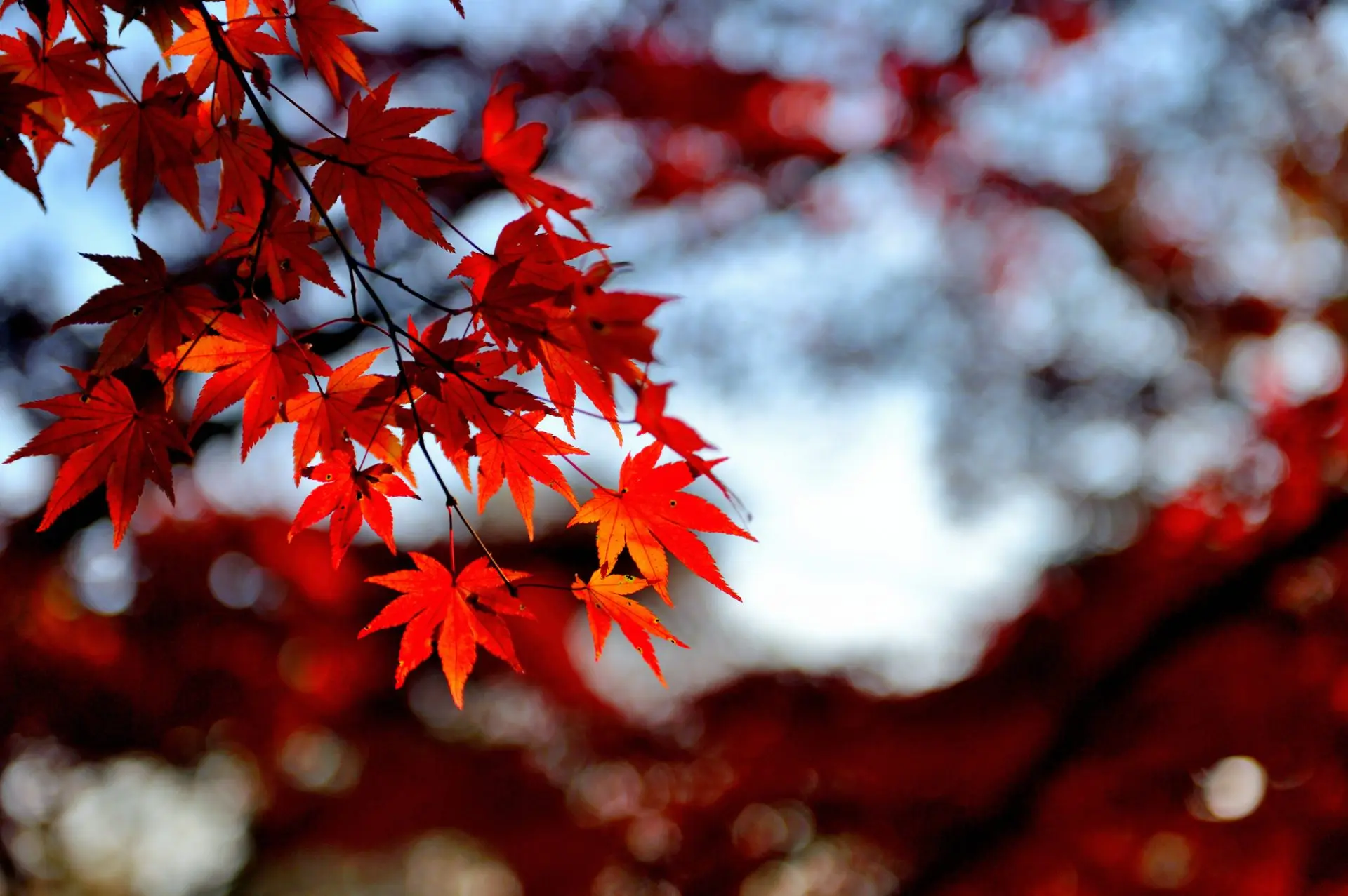Foliage guide at Mount Takao: The foliage hiking guide to fully enjoy ...