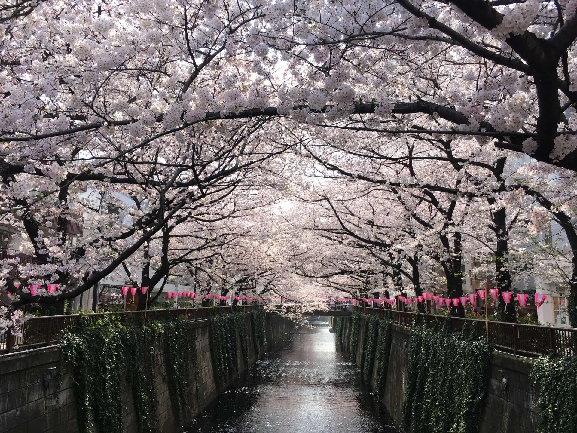 Meguro River - Must-See, Access, Hours & Price | GOOD LUCK TRIP