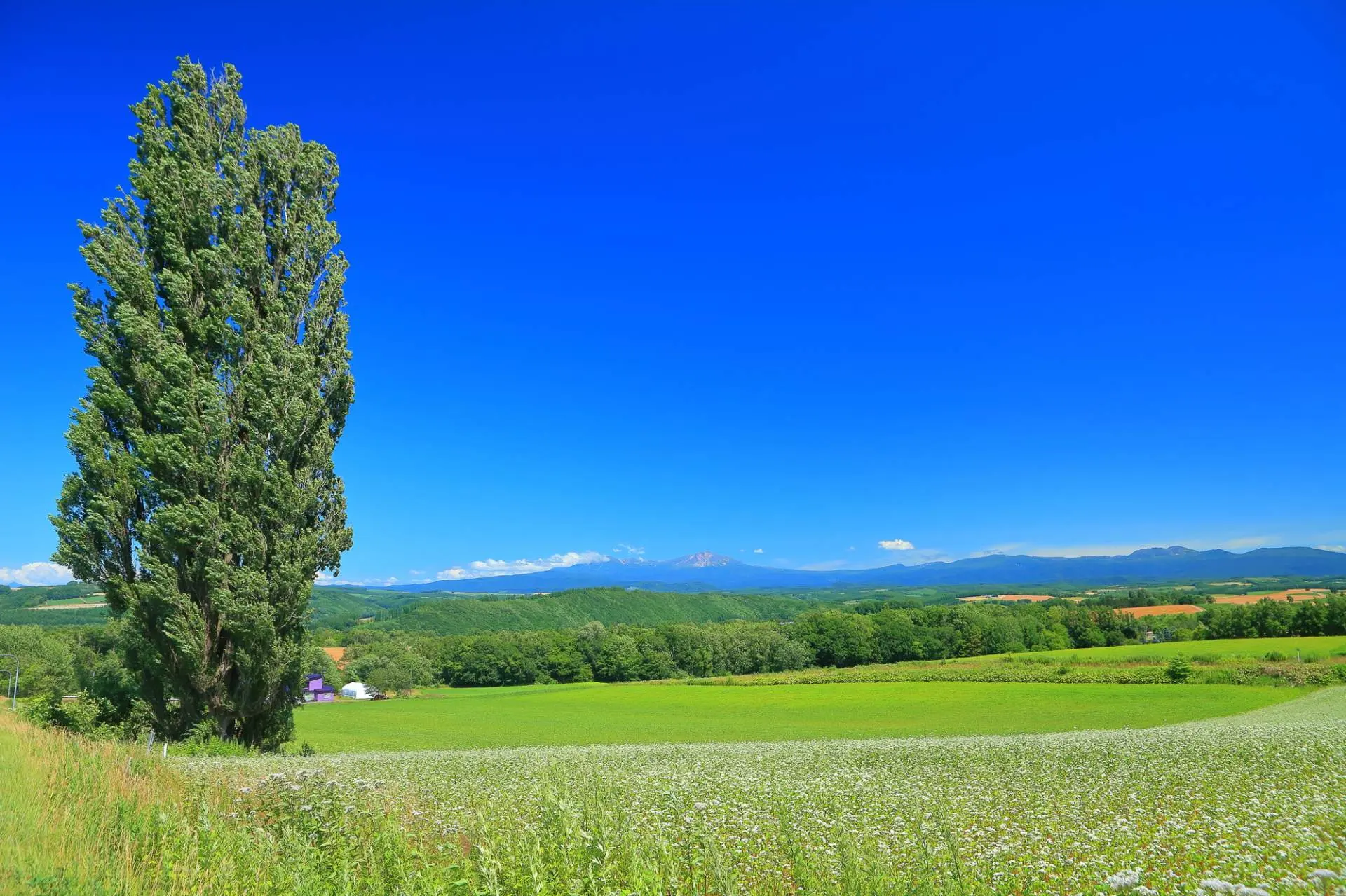 Ken ＆ Mary Tree - Must-See, Access, Hours & Price | GOOD LUCK TRIP