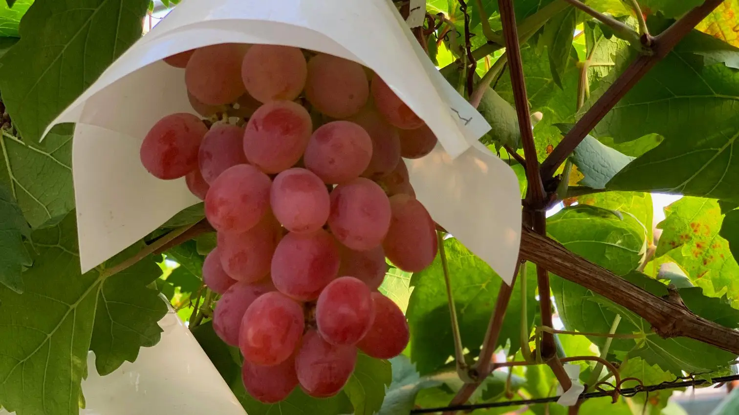 Japanese Garden Grape