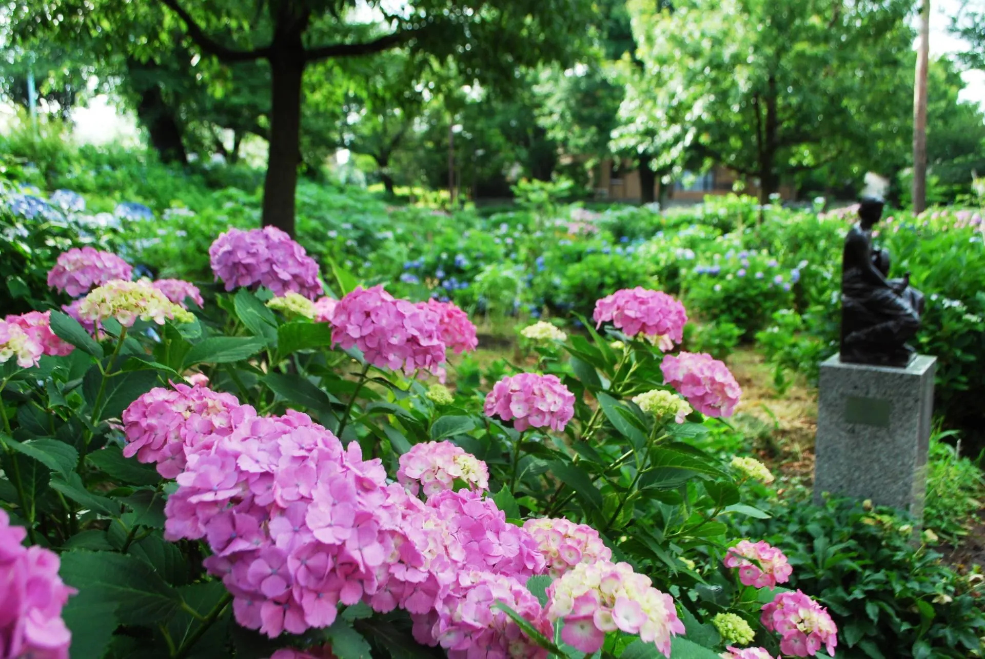 Hydrangea Park (Kodaira City) - Must-See, Access, Hours & Price | GOOD ...