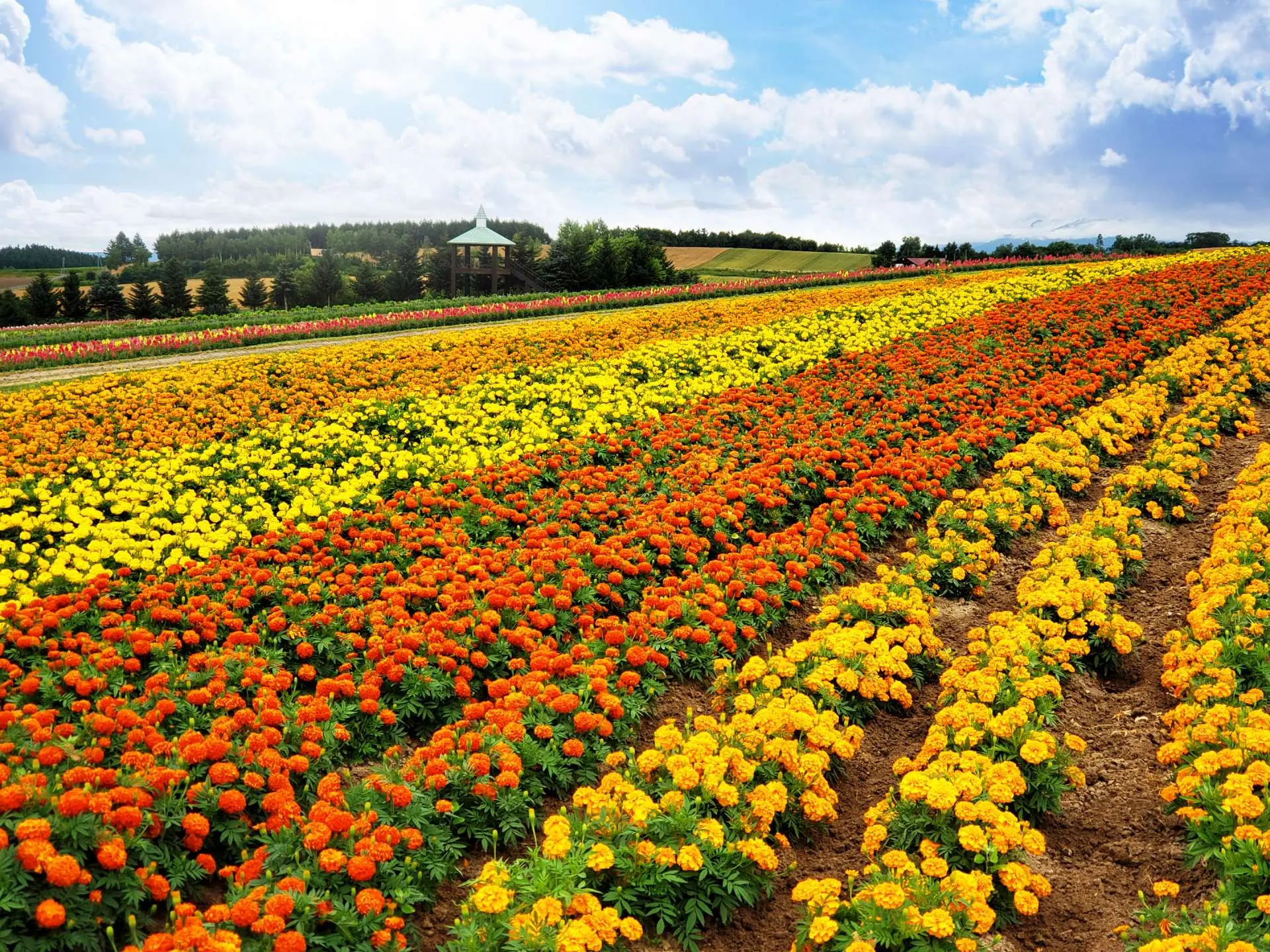 Flower Land Kamifurano - Must-See, Access, Hours & Price | GOOD LUCK TRIP