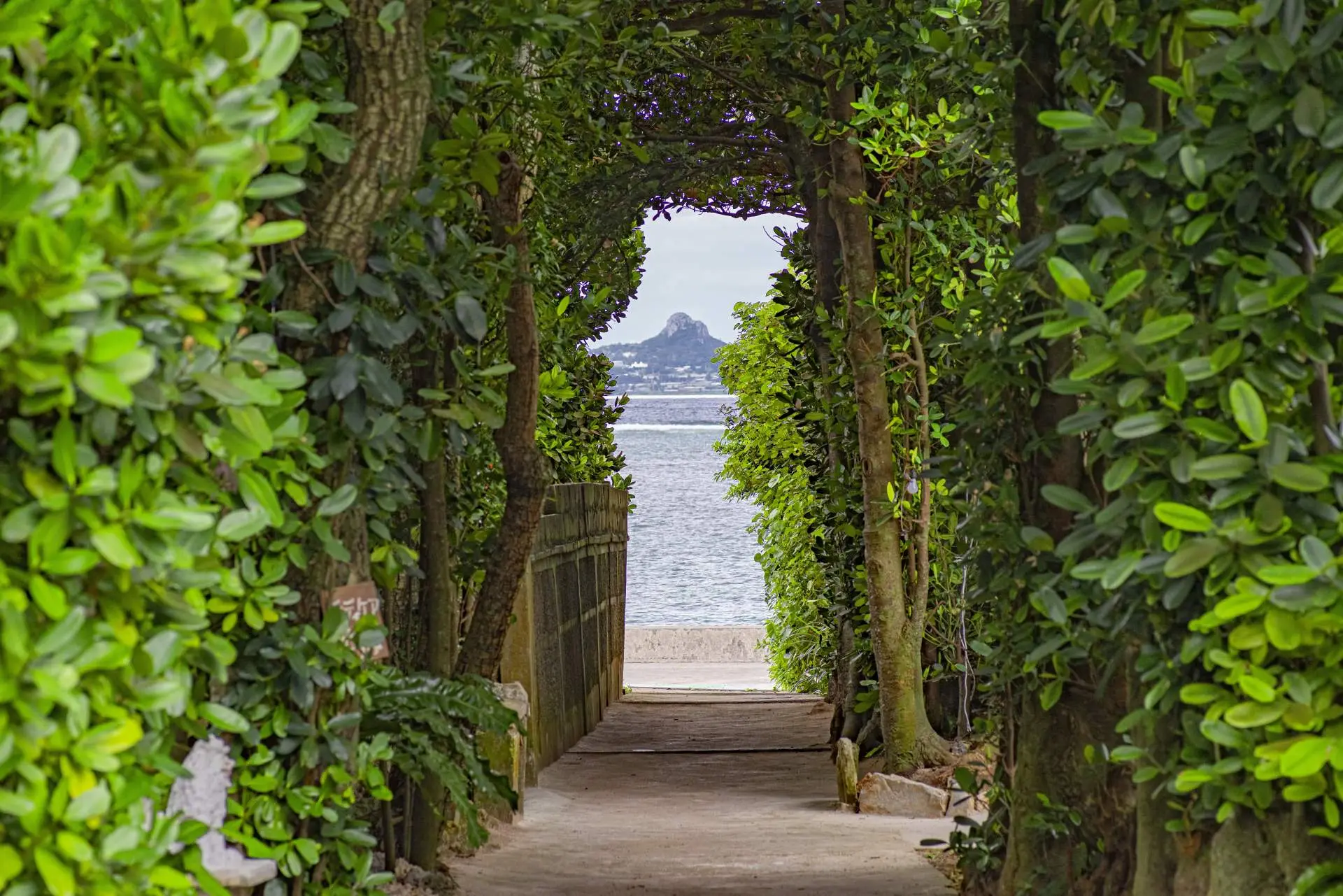 Bise Fukugi Tree-lined Path - Must-See, Access, Hours & Price | GOOD ...