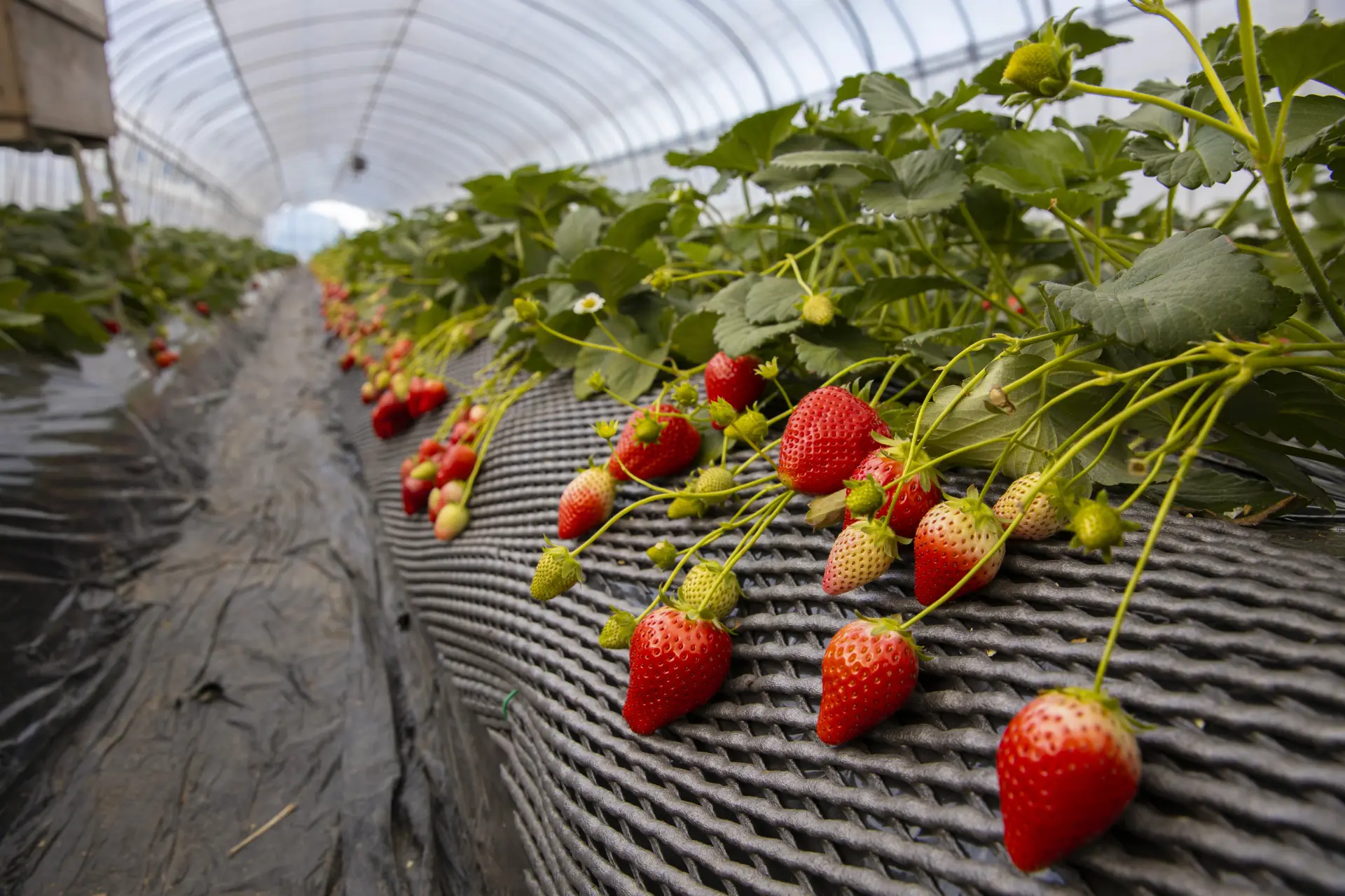 Strawberry Kingdom, Tochigi Prefecture | GOOD LUCK TRIP